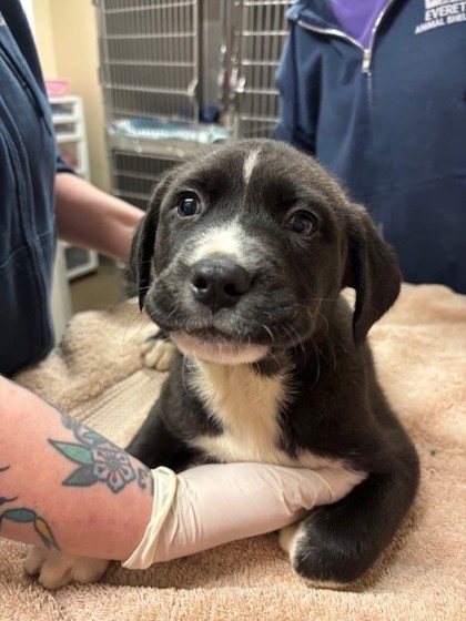 Everett Animal Shelter hosts puppy adoption event - Everett Post